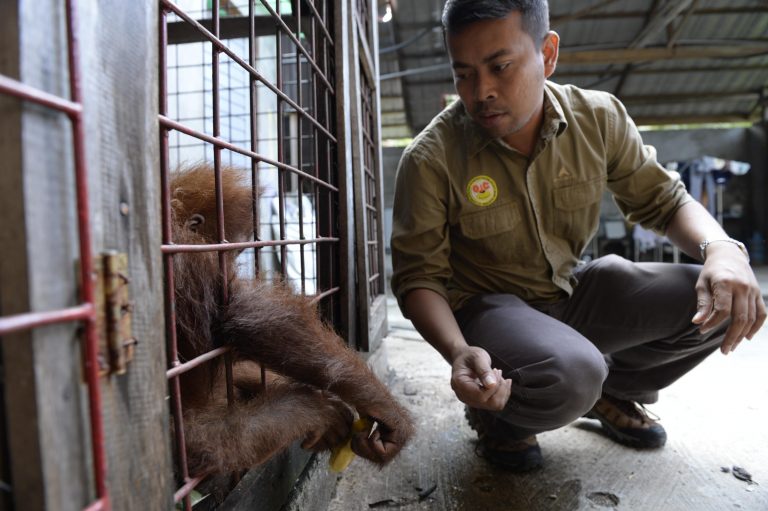 Rescuing and Protecting Sumatra's Critically Endangered Orangutans ...